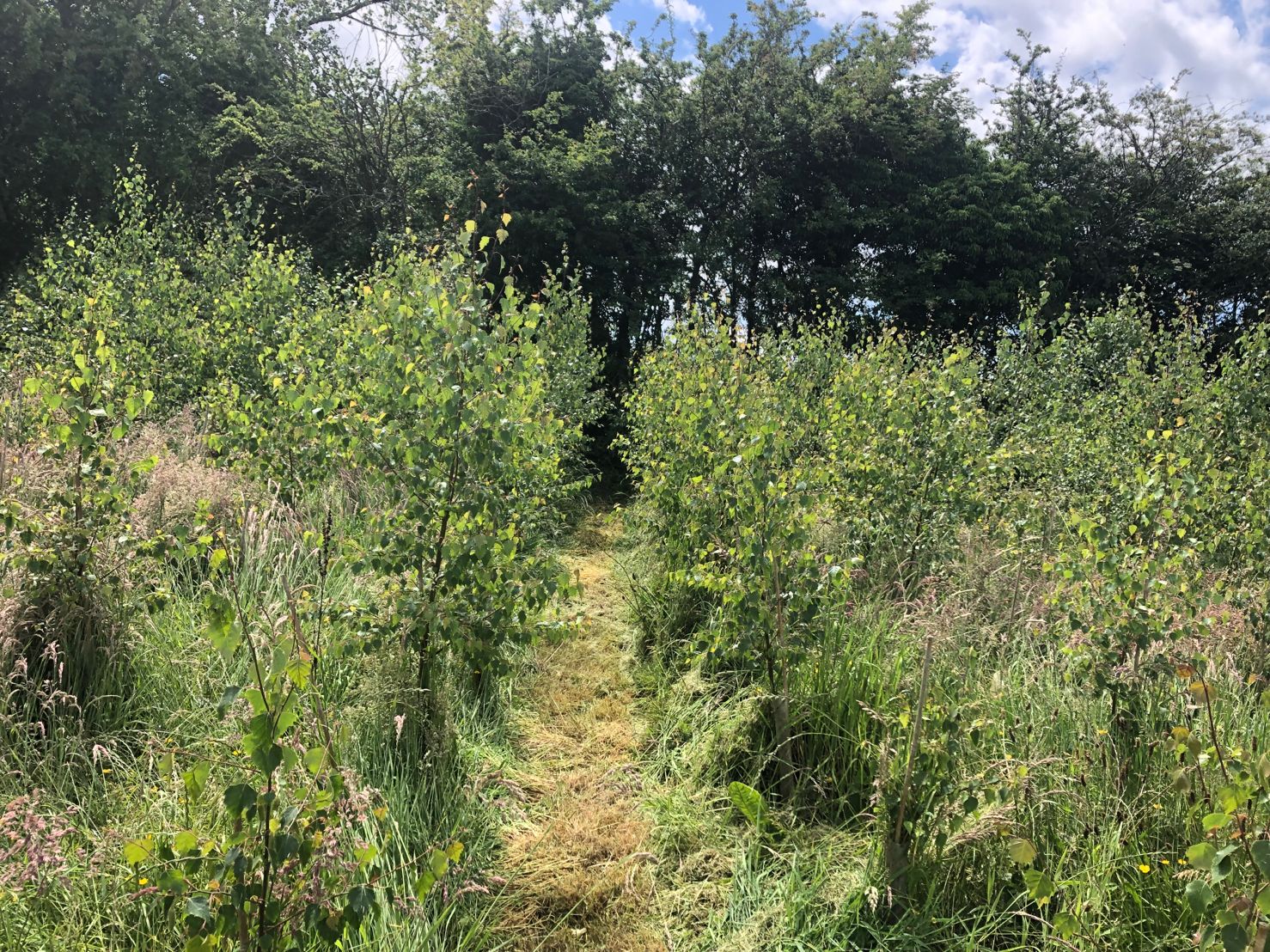 So how do trees help? | 3rd September 2022 | Co-Treetment