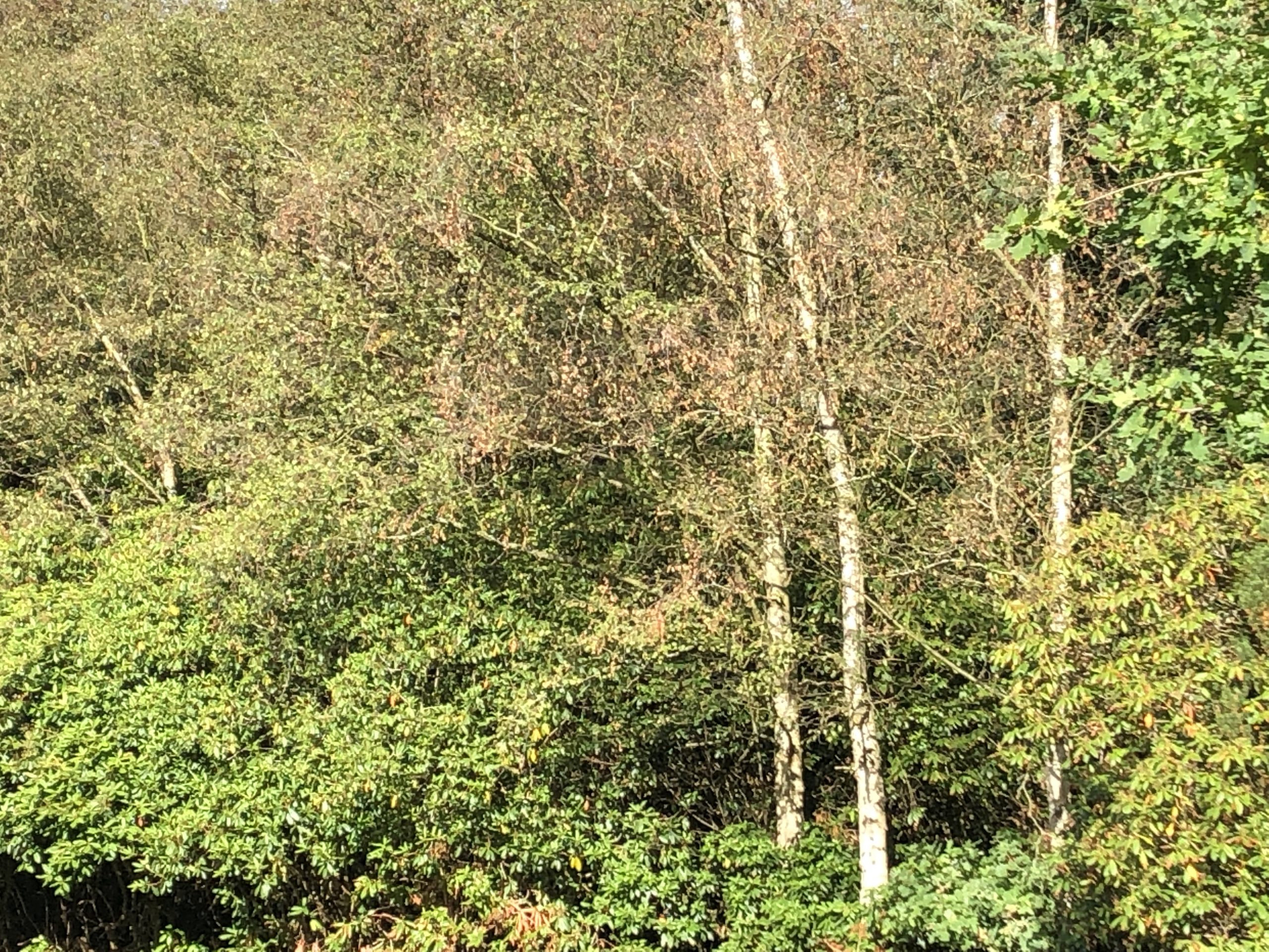Update on Co-Treetment field and forest | October 2nd 2022 | Co-Treetment