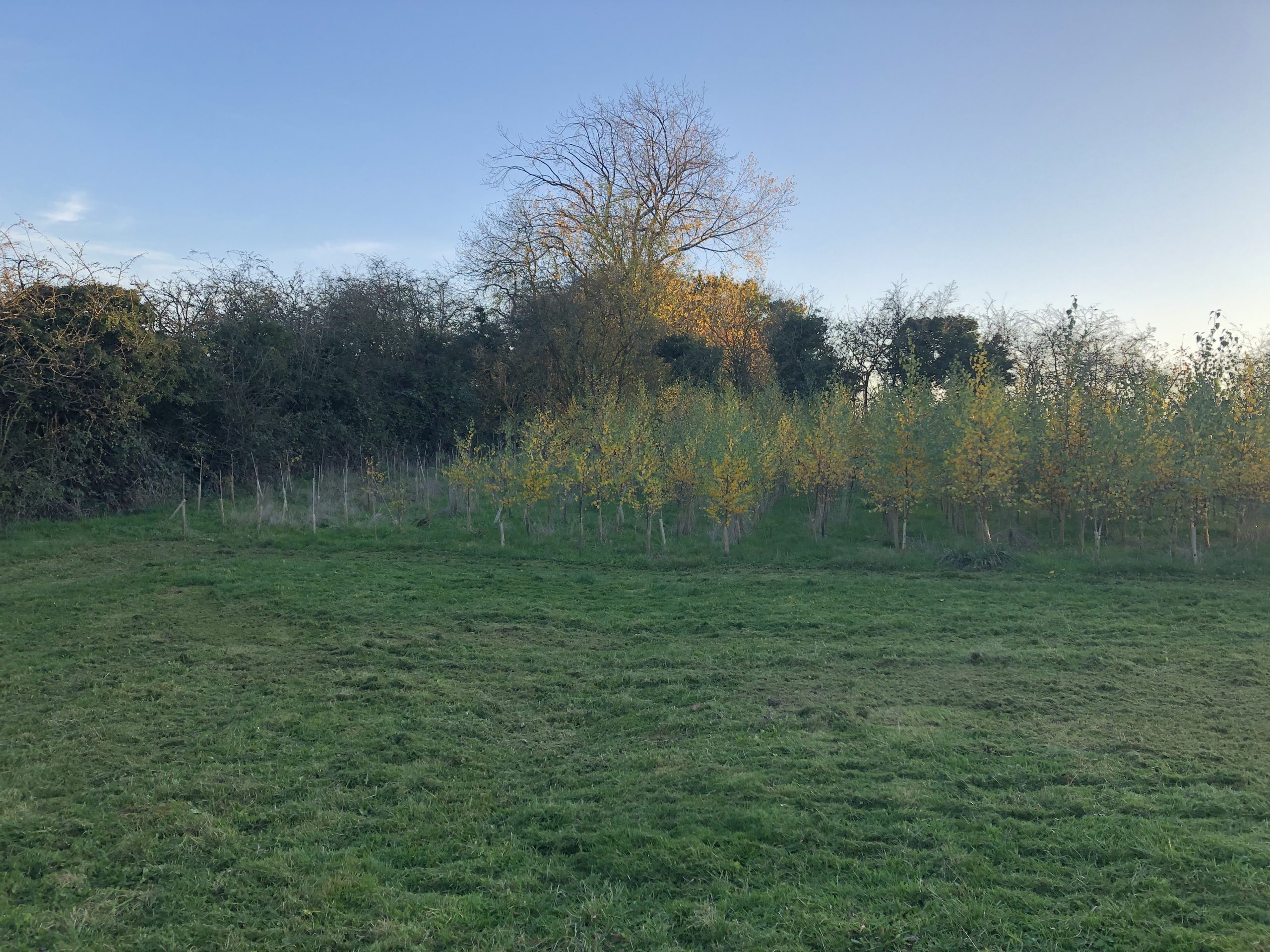 Update on Co-Treetment field and forest | November 12th 2022 | Co-Treetment