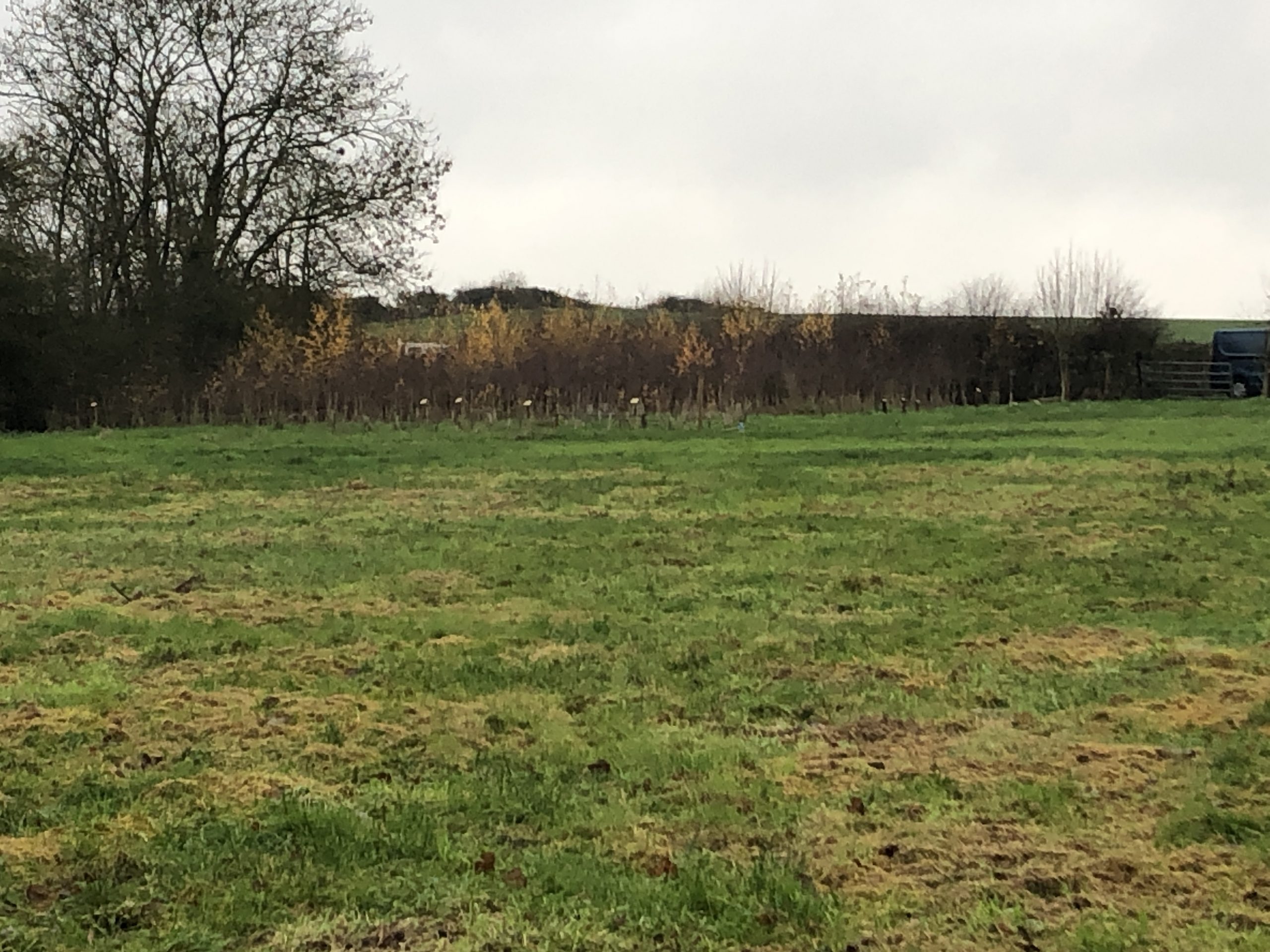 Update on Co-Treetment field and forest | December 4th 2022 | Co-Treetment