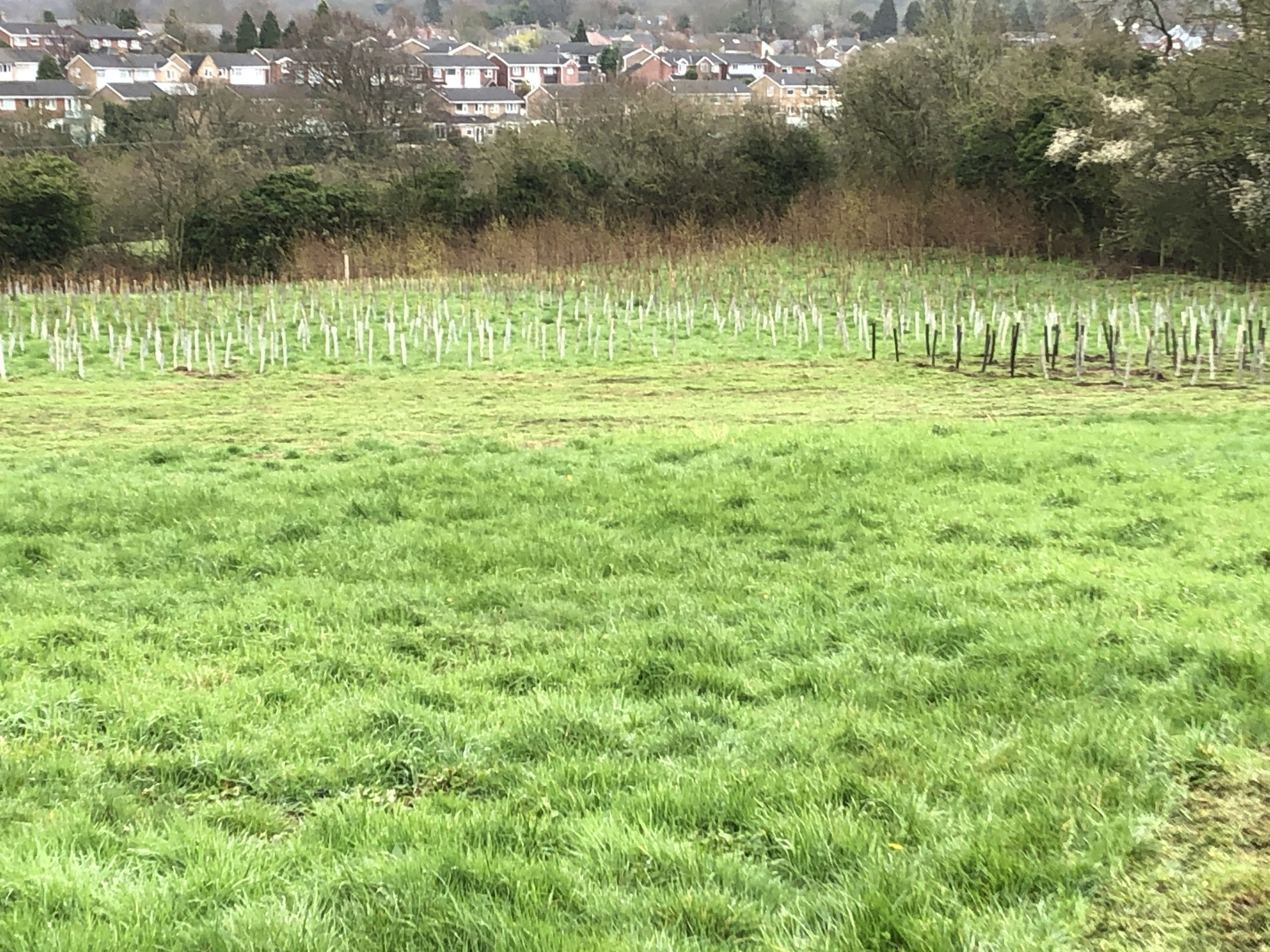 WORLD ENVIRONMENT DAY | JUNE 5TH 2023 | Co-Treetment