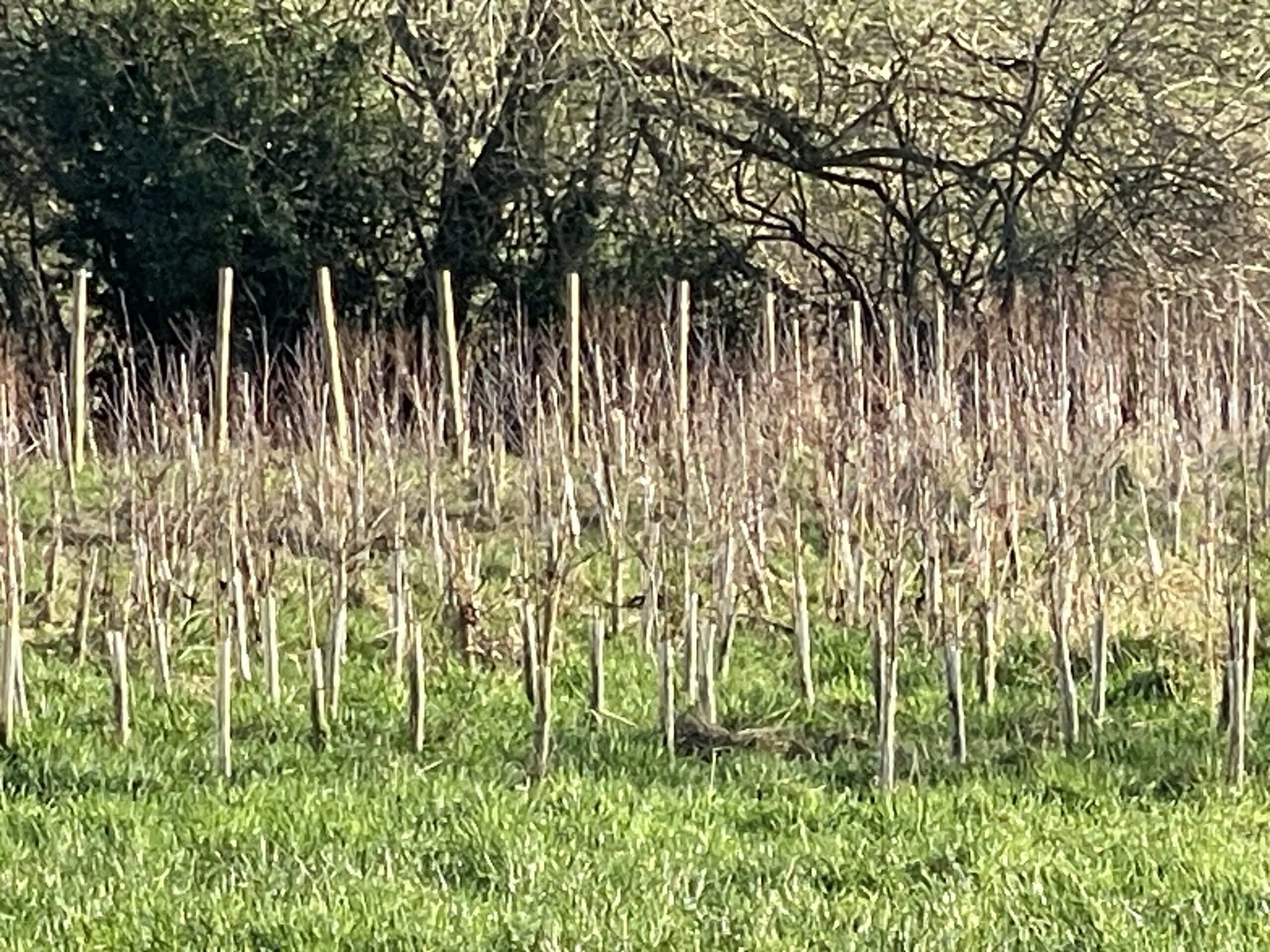 Update on Co-Treetment field and forest | January 7th 2024 | Co-Treetment