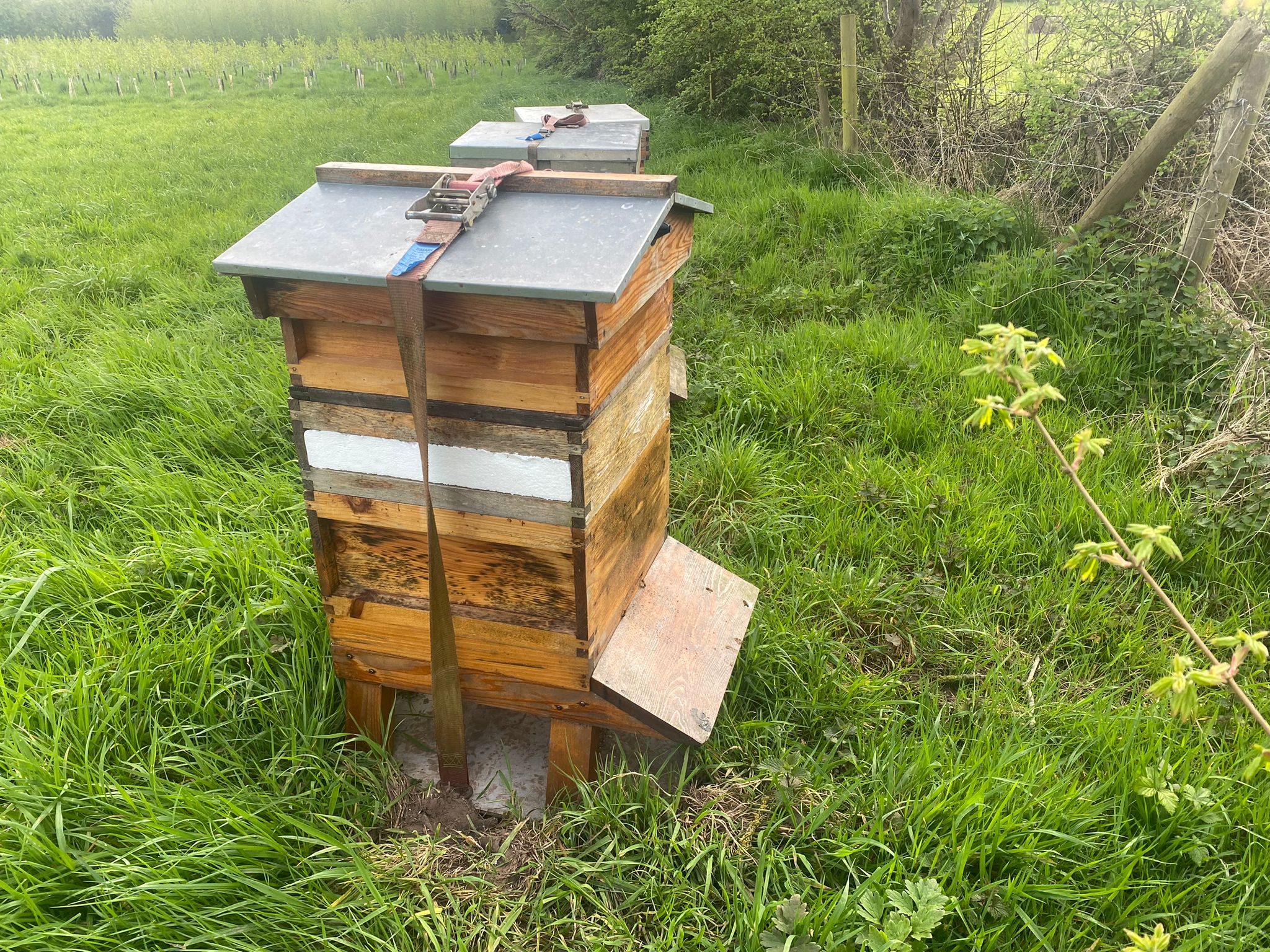 BEES and TREES | Oh no workers have been too enthusiastic! | Part 8 ...