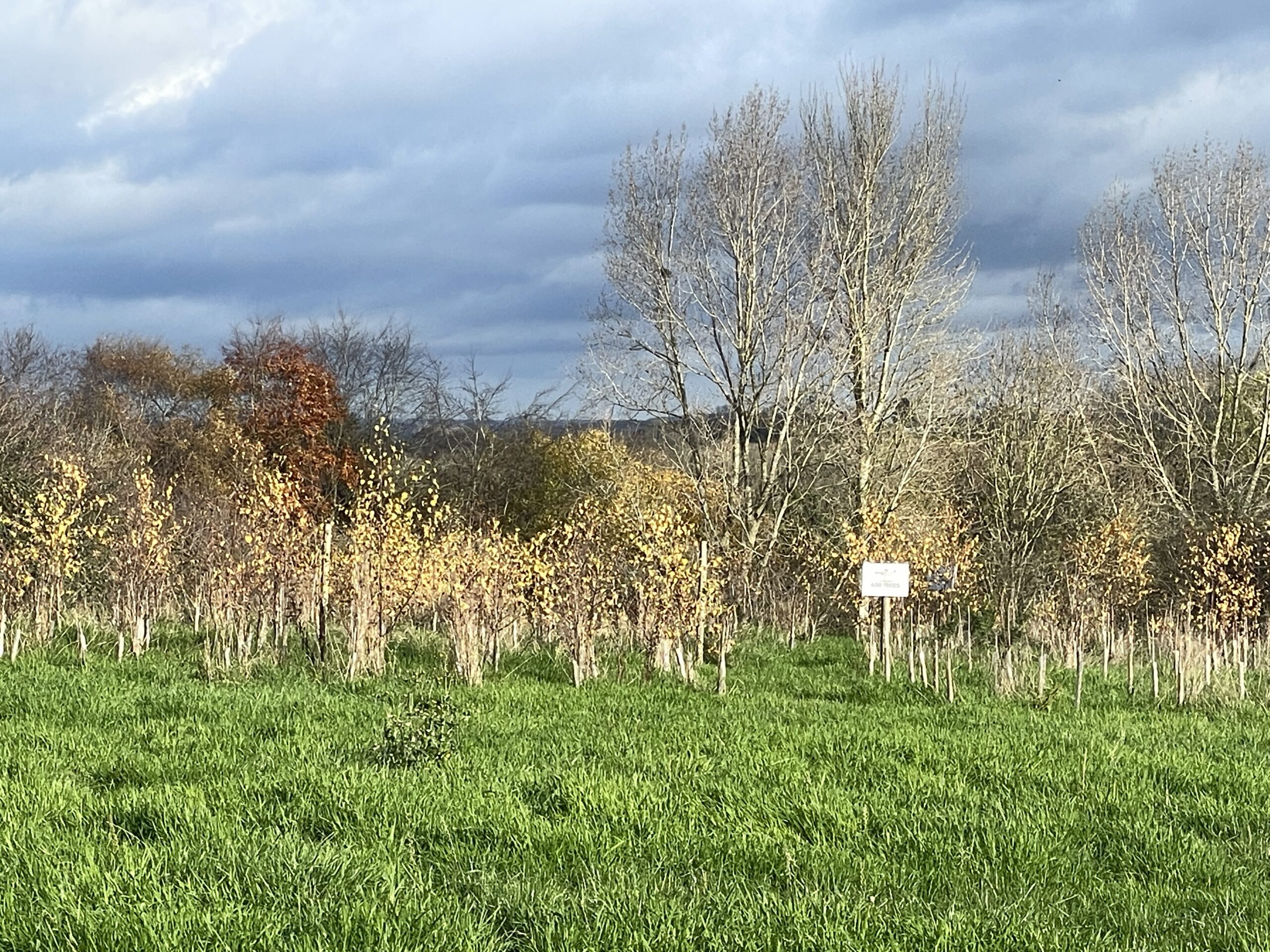 Update from the field | Looking Good! Trees and Bees | 17th November ...