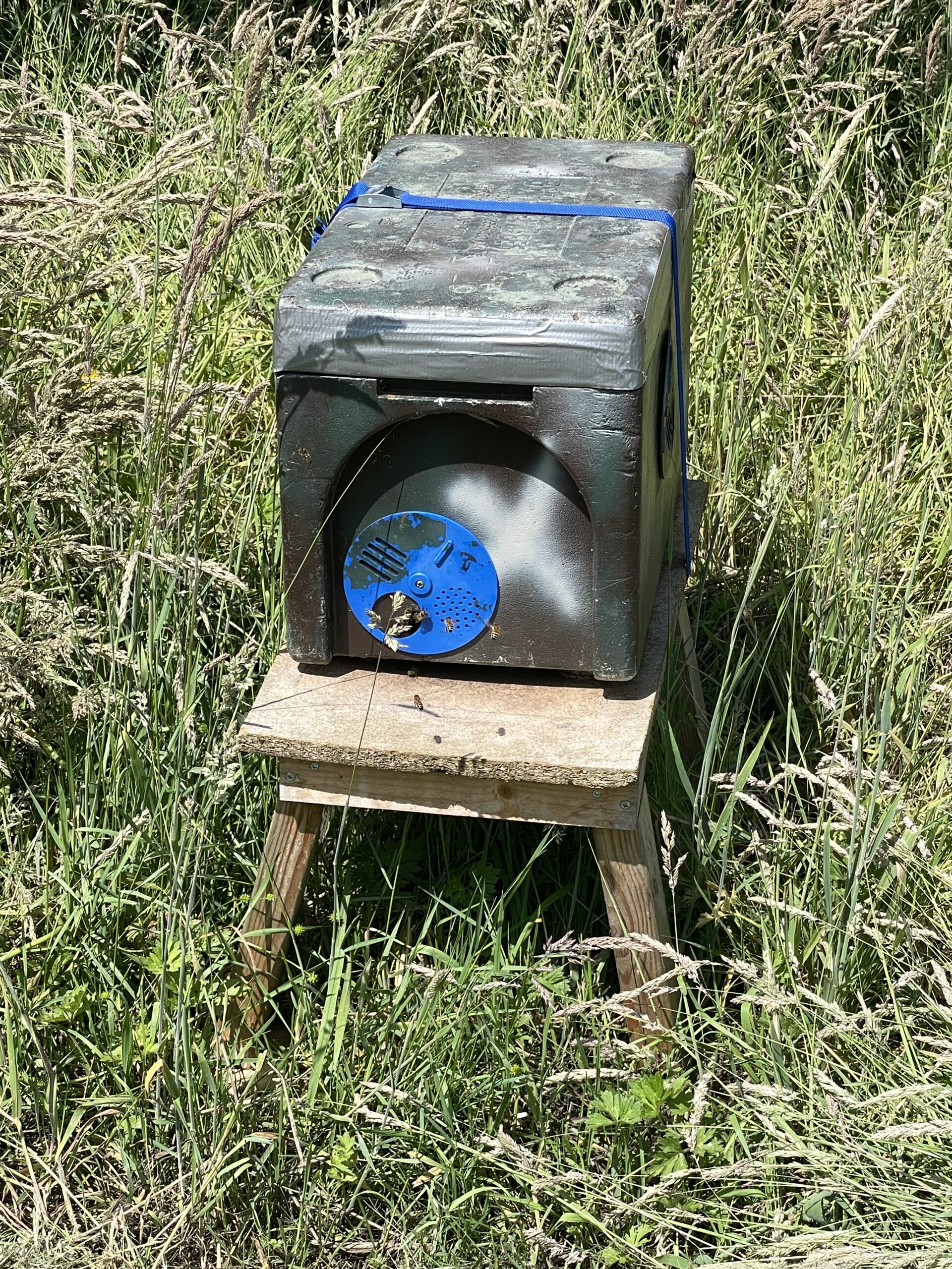Update on the Bees | 22nd May 2025 | Post 4 part 2 | Co-Treetment